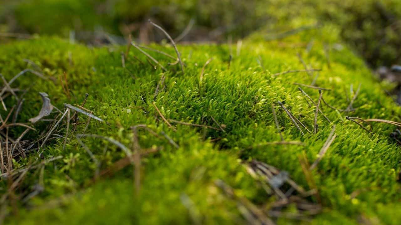 Company – baltpeat.com